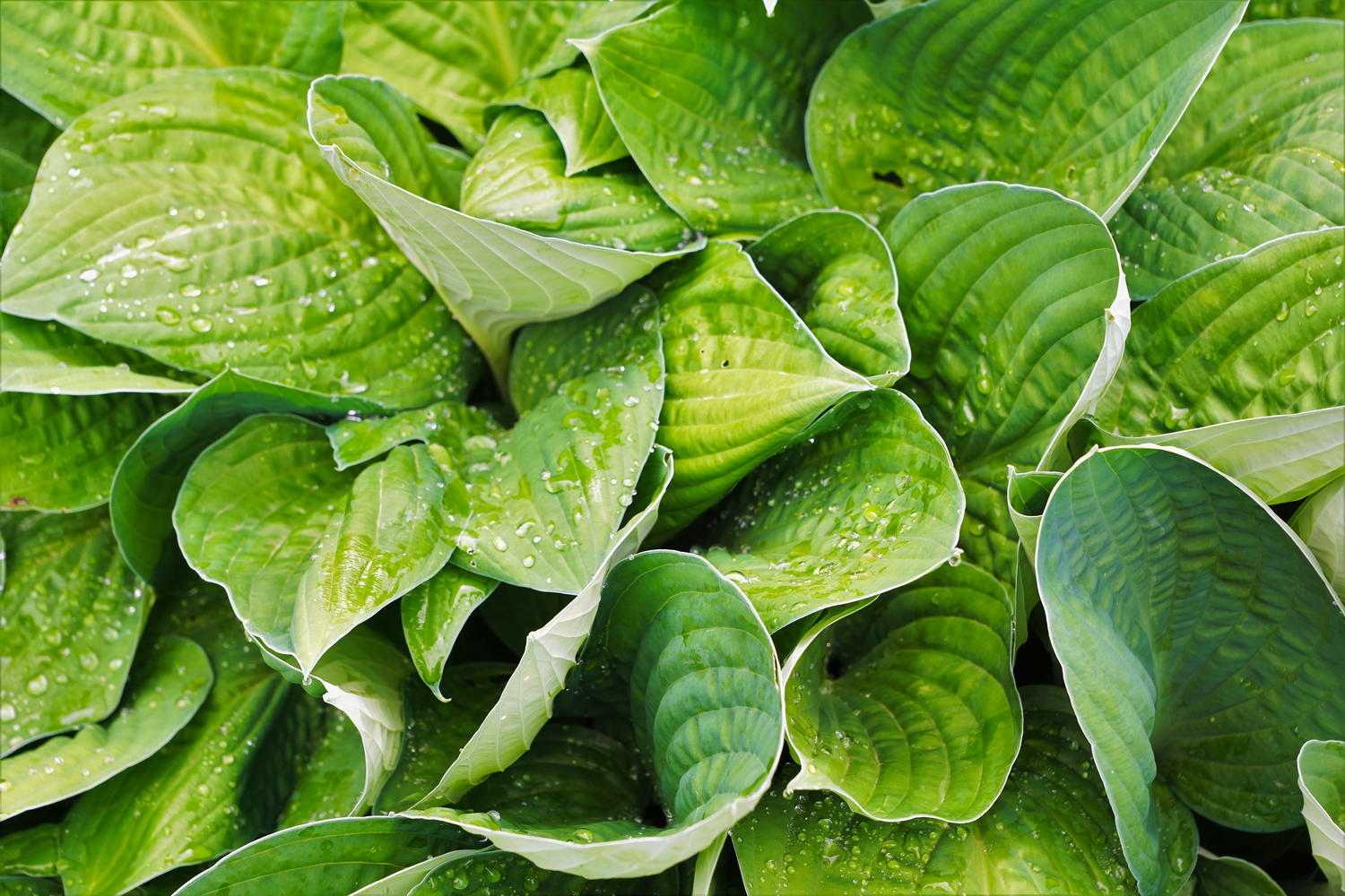 Cardiff garden designers - Folium Gardens